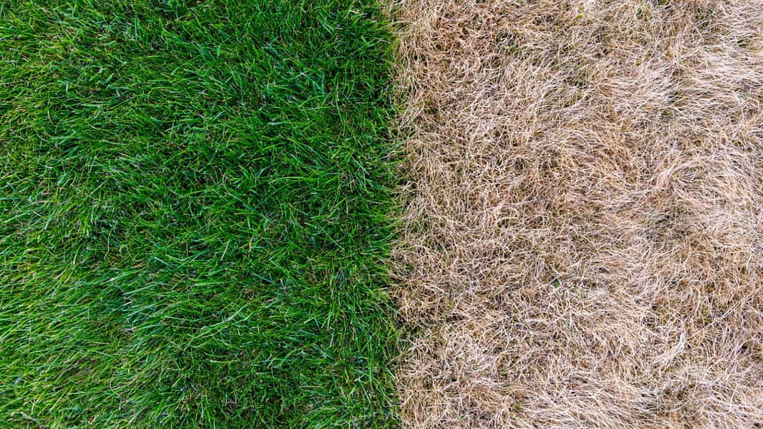 Summer Lawn Spoilers - Heritage Farm & Garden