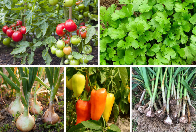 Plant a Salsa Garden! - Heritage Farm & Garden