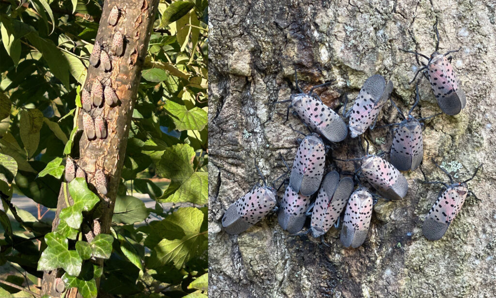 Spotted Lanternfly – Unwanted on Long Island! - Heritage Farm & Garden